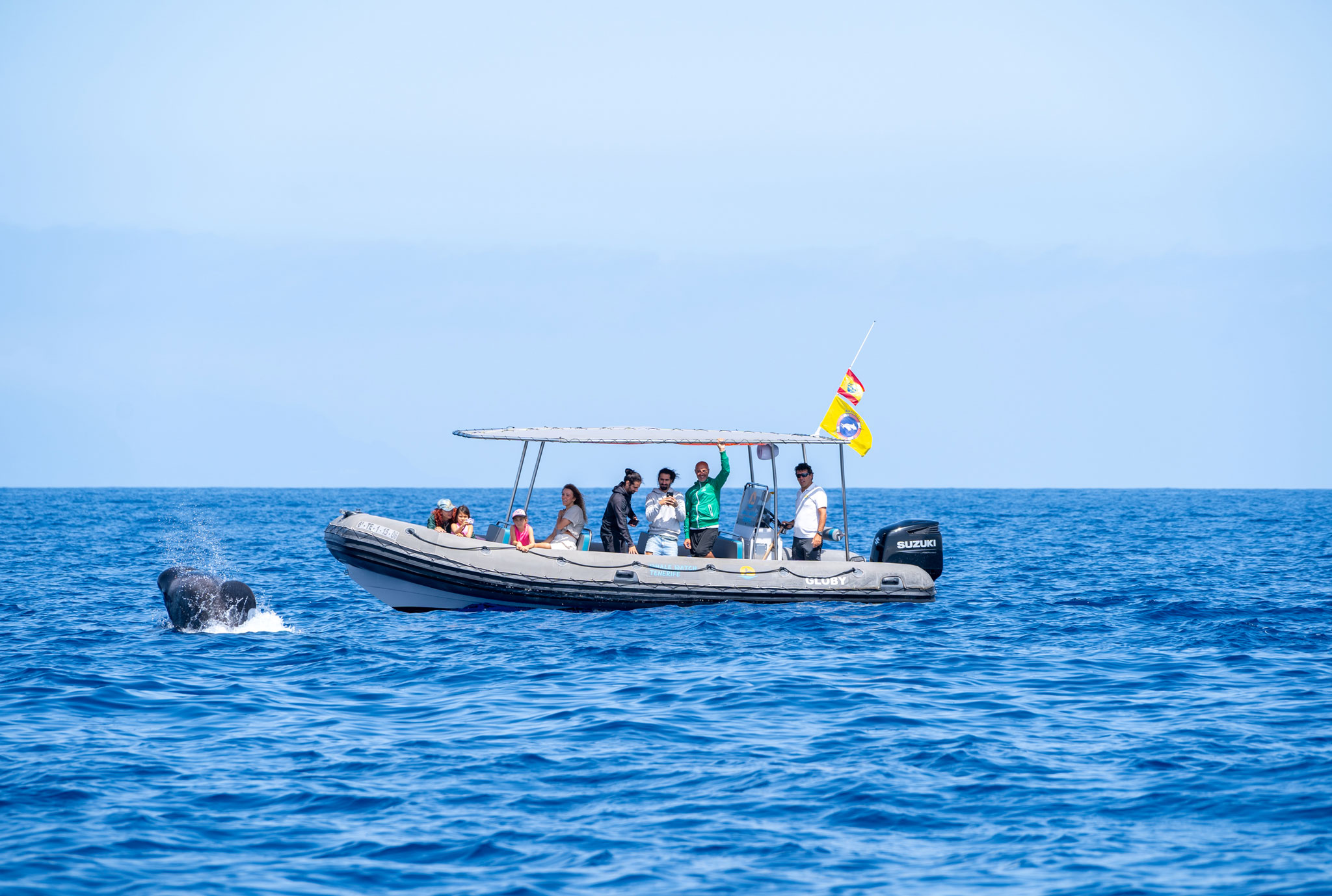 Whale Watching Boat - Whale Watch Tenerife