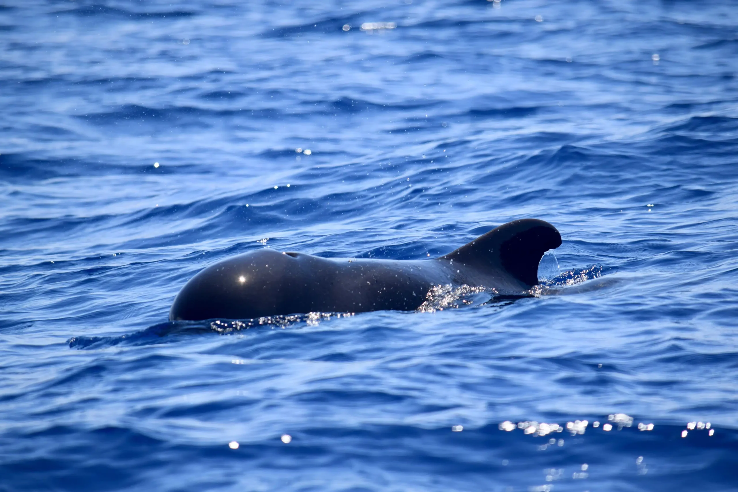 Datos interesantes sobre el Calderón Tropical - Whale Watch Tenerife