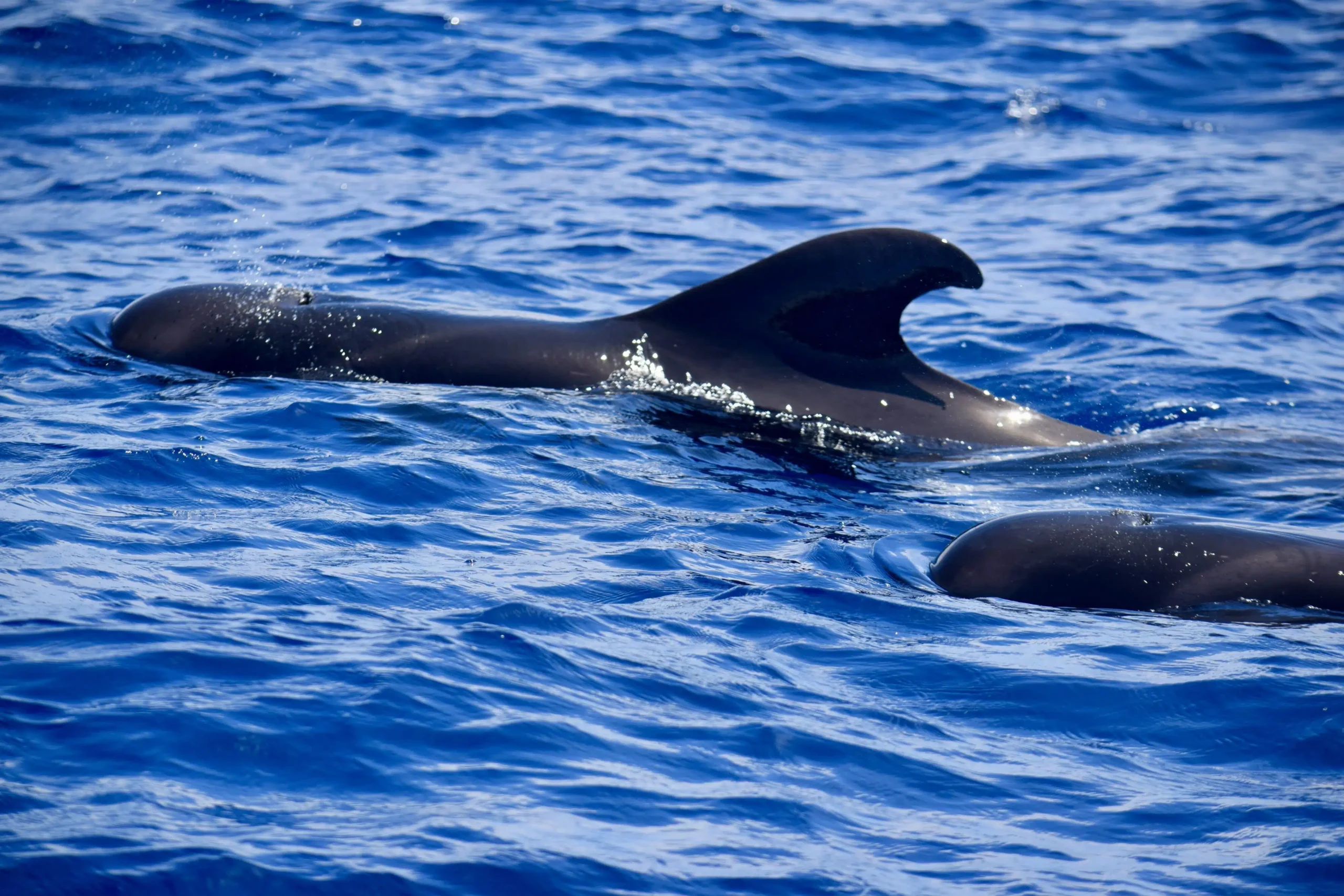 Datos interesantes sobre el Calderón Tropical - Whale Watch Tenerife