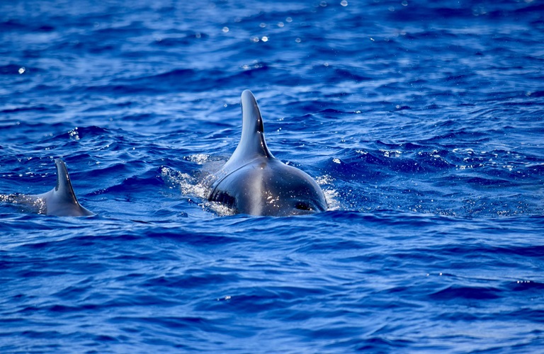 Datos interesantes sobre el Calderón Tropical - Whale Watch Tenerife